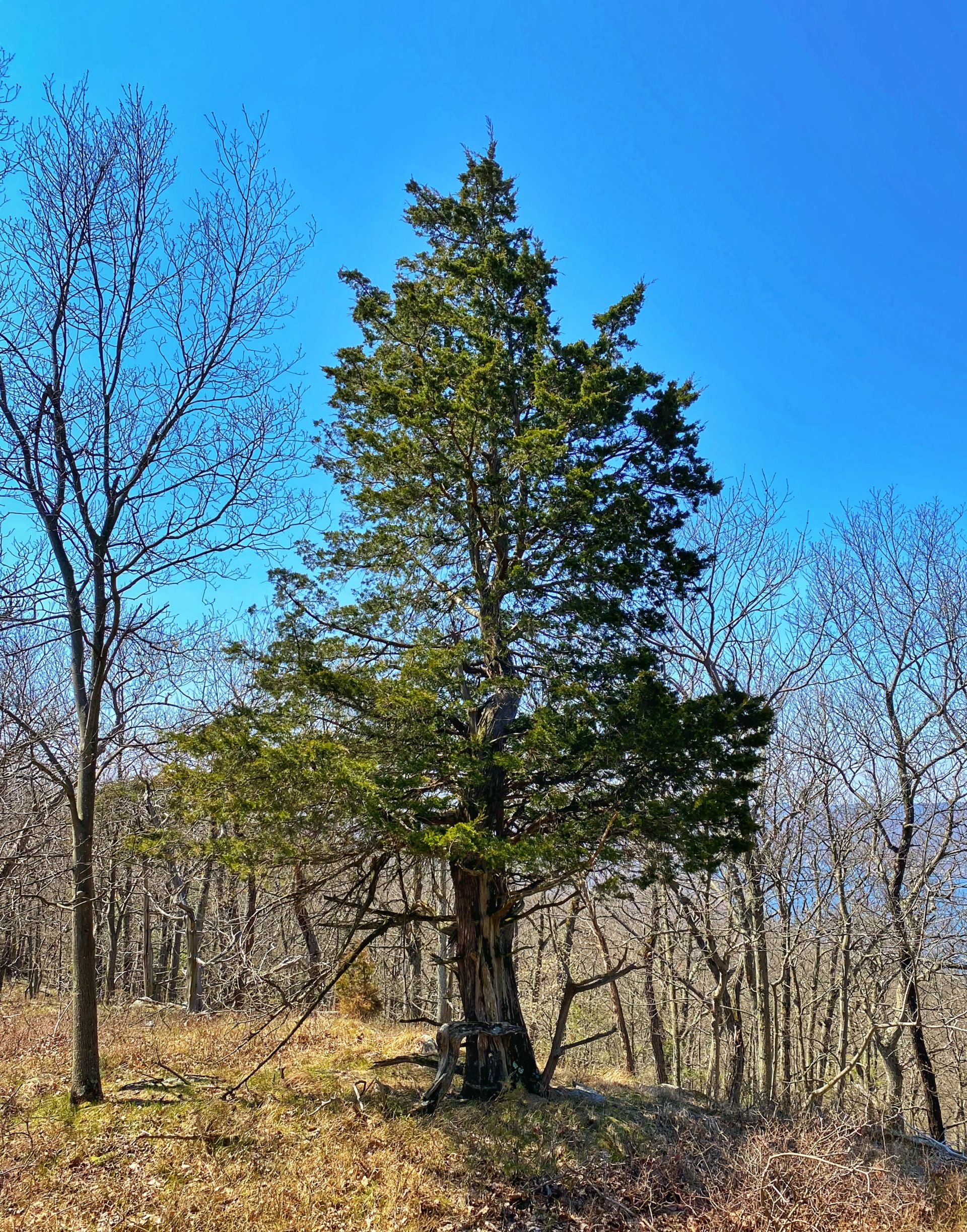 Bare Rock & Fire Tower Loop - Sterling Forest State Park - Take a Hike!