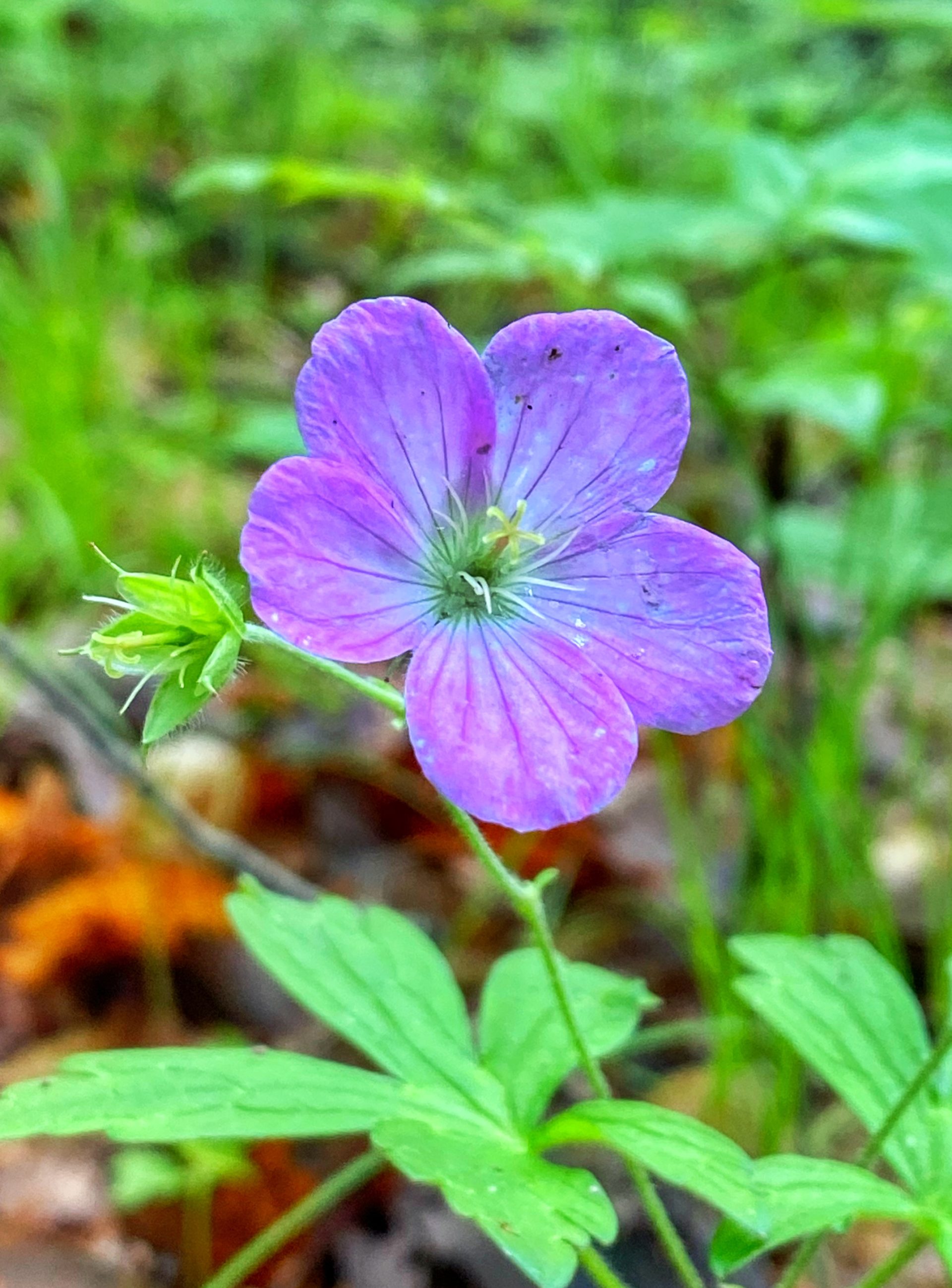 Splitrock Reservoir Loop - Top 10 NJ Hike - Take a Hike!