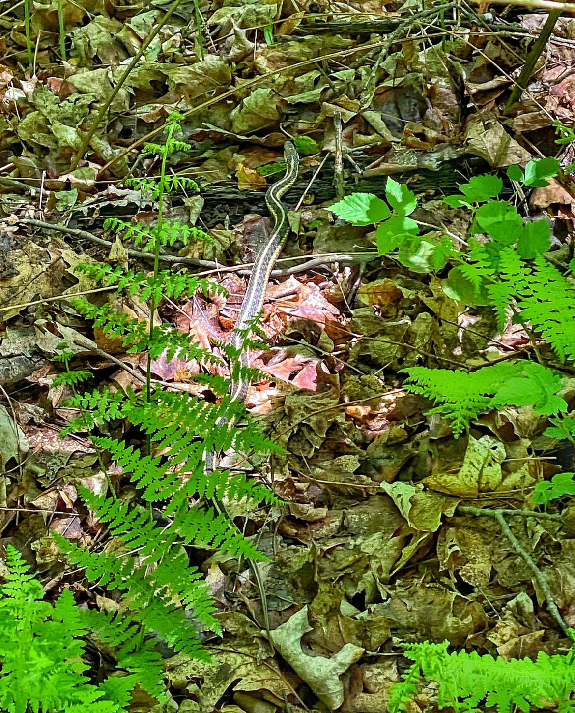 Splitrock Reservoir Loop - Top 10 NJ Hike - Take a Hike!