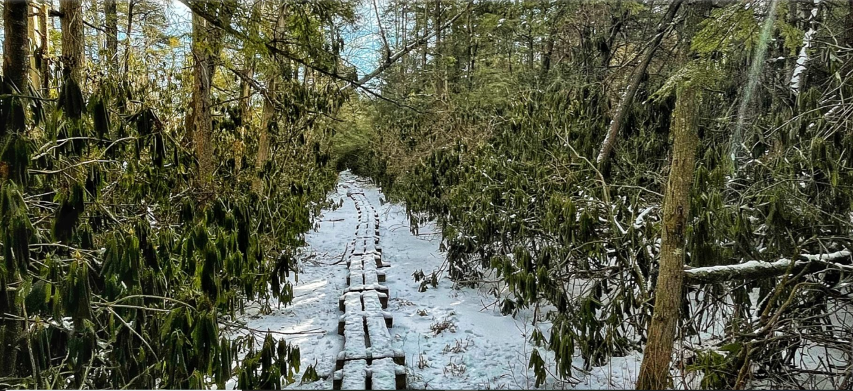 Wawayanda Swamp Loop Hike - Wawayanda State Park - Take a Hike!